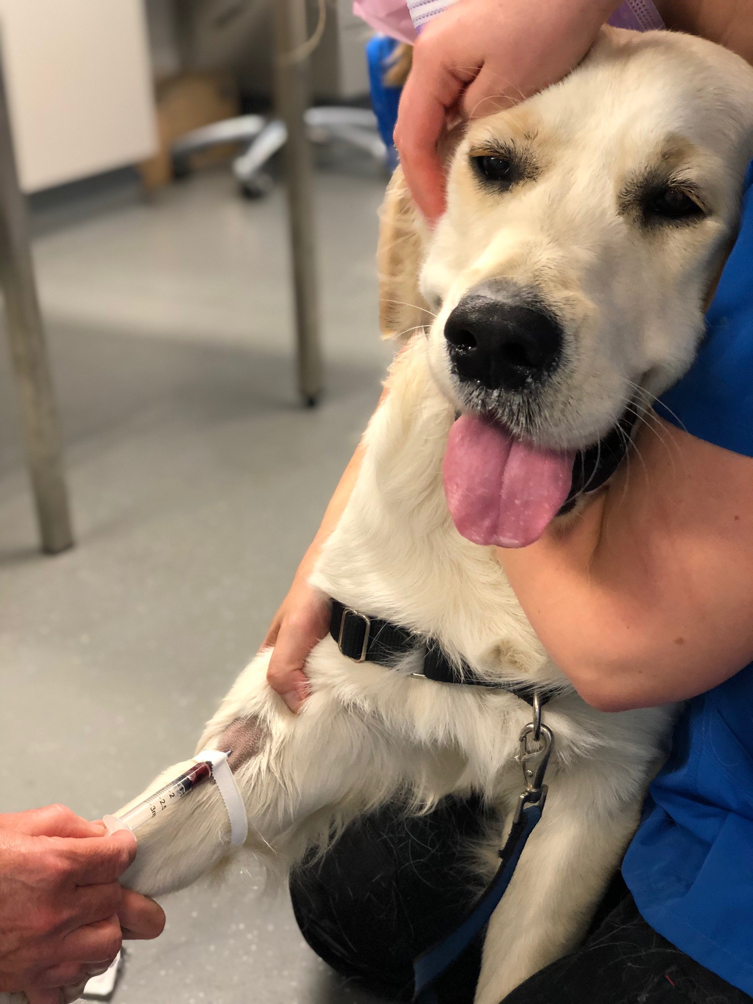 Chisel's Desexing - Macarthur Veterinary Group