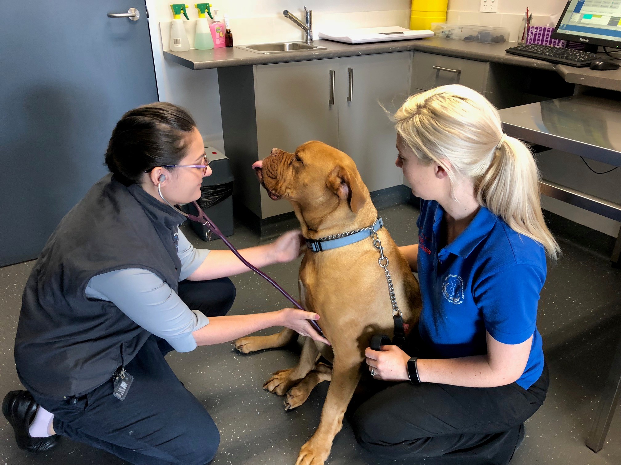 About Us - Macarthur Veterinary Group