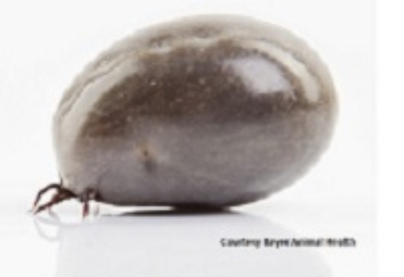 Tick Paralysis Prevention - Macarthur Veterinary Group