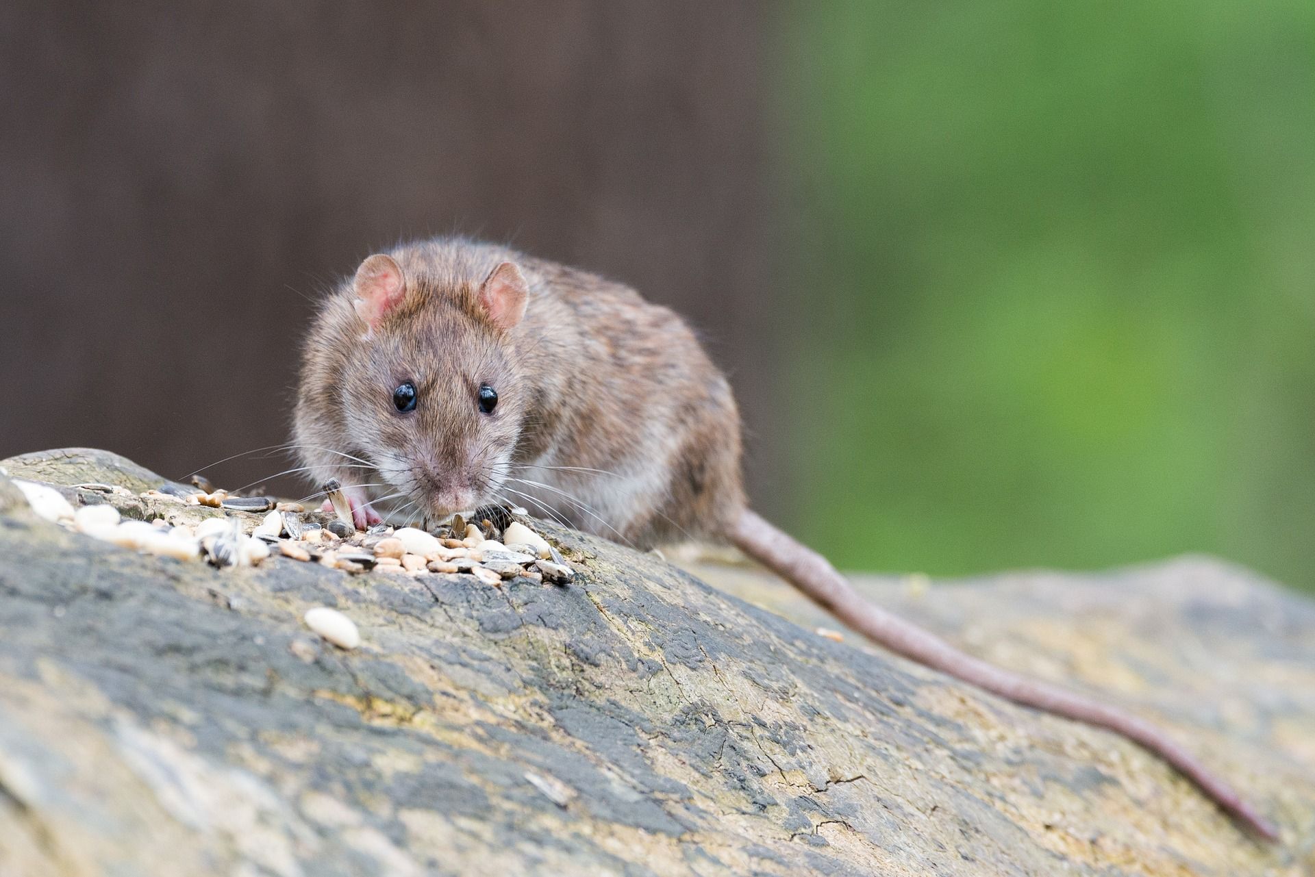 Rat Bait Poisoning - Macarthur Veterinary Group