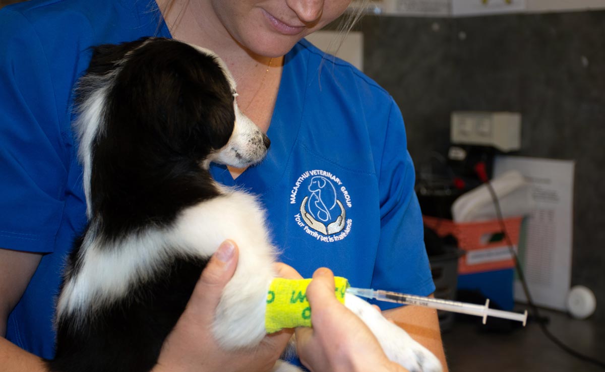 dog-needle-vaccine-mvg - Macarthur Veterinary Group