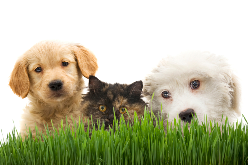 Pet Health Insurance - Macarthur Vets Campbelltown and Camden